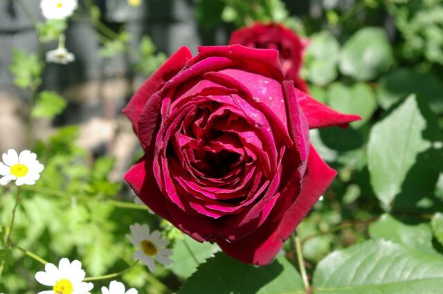 The Squire – Rose-Biblio