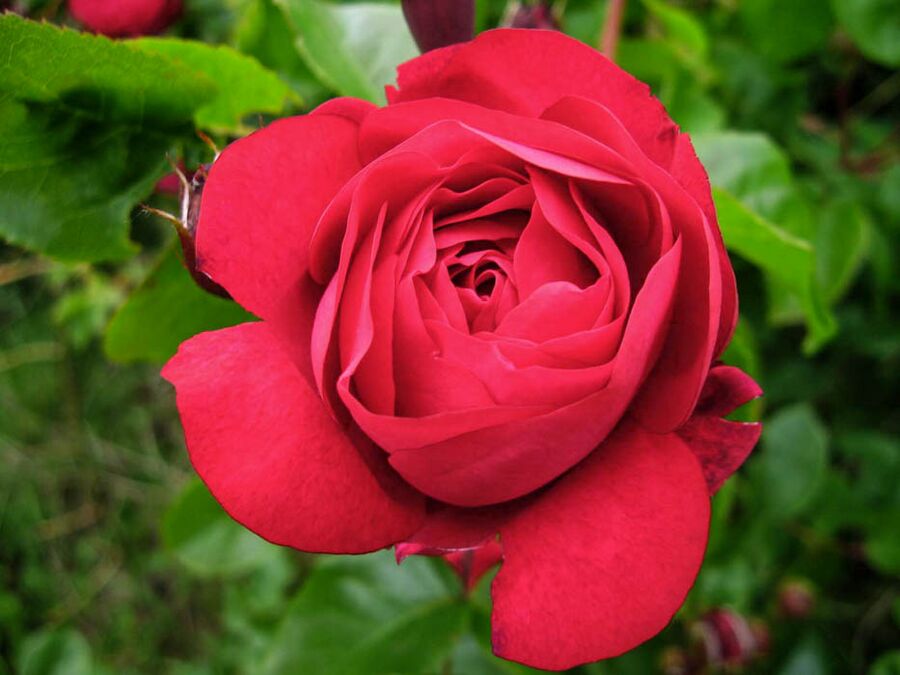 Red Blush – Rose-Biblio