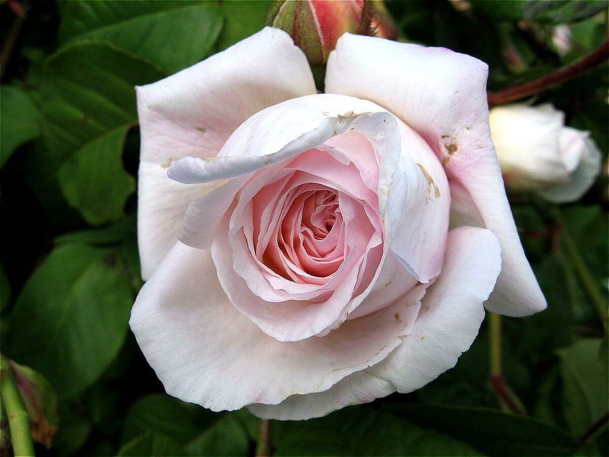 Royal Blush – Rose-Biblio