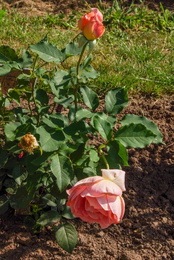 Aurelia – Rose-Biblio