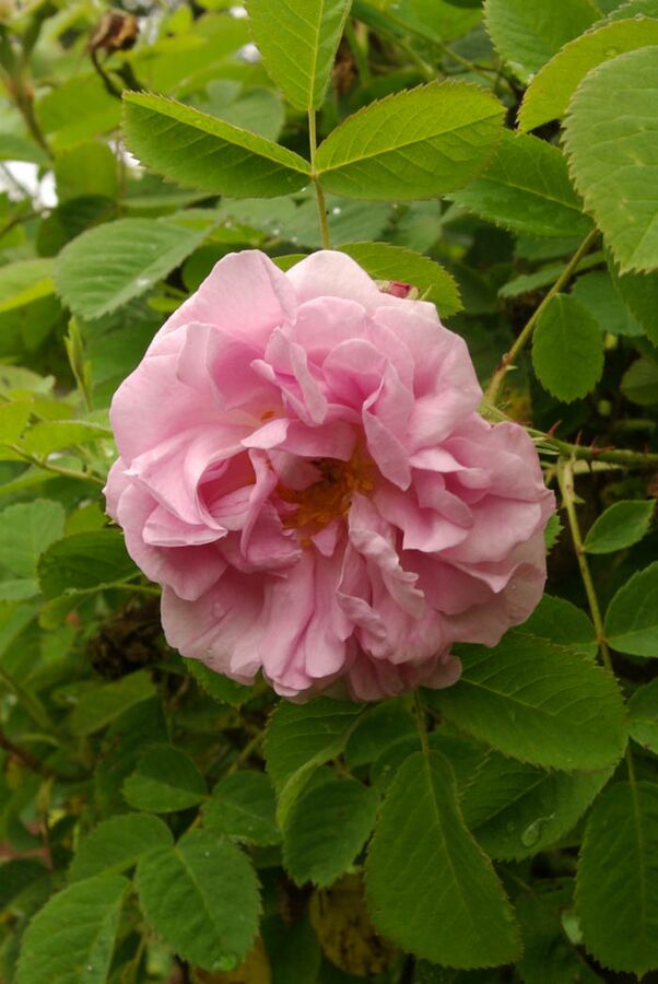 Rose de Puteaux – Rose-Biblio
