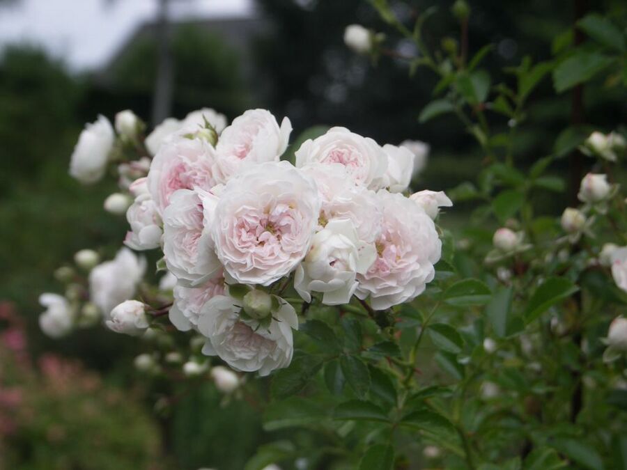 White Dorothy Perkins – Rose-Biblio