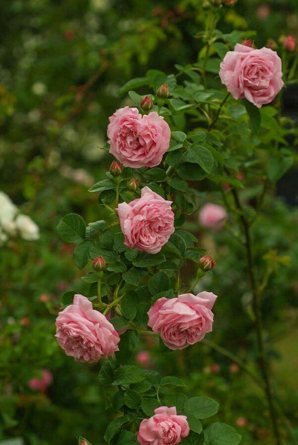 La Noblesse – Rose-Biblio