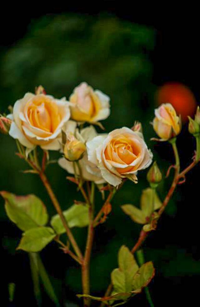 Datei:Dame Élégante, Isabelle Olikier-Luyten 5-2-w.jpg – Rose-Biblio