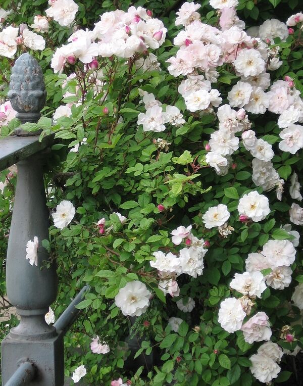 Venusta Pendula – Rose-Biblio