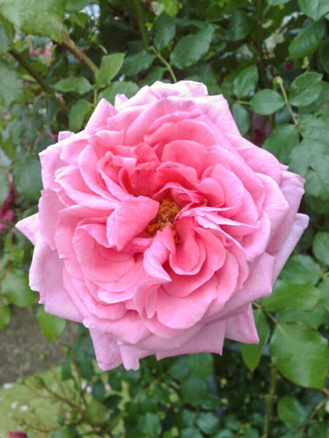 Rhonda – Rose-Biblio