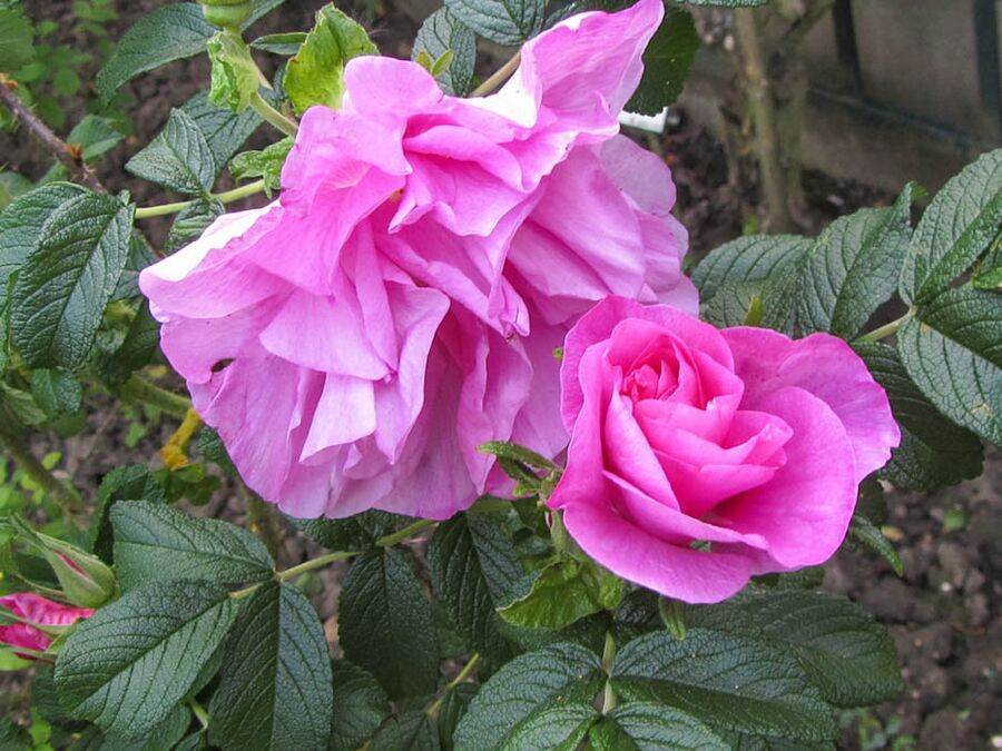 Souvenir de Christophe Cochet – Rose-Biblio