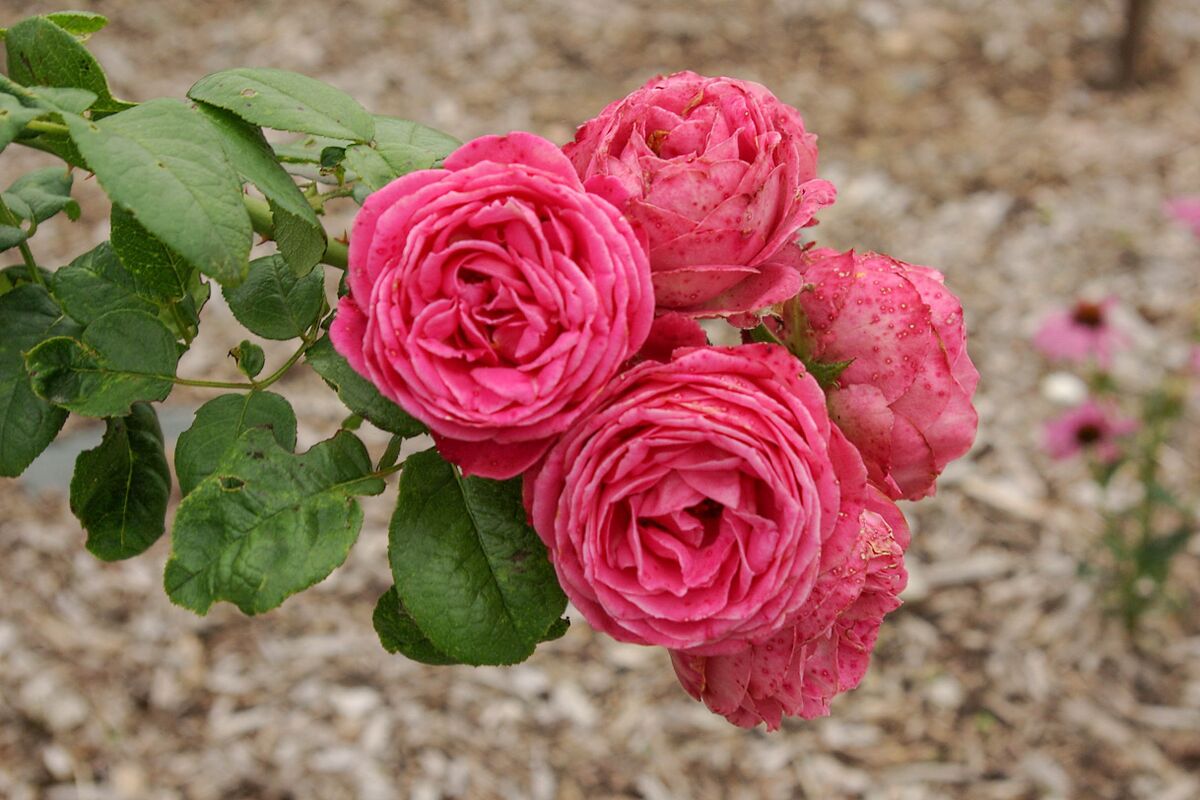 Comtesse Isabell – Rose-Biblio