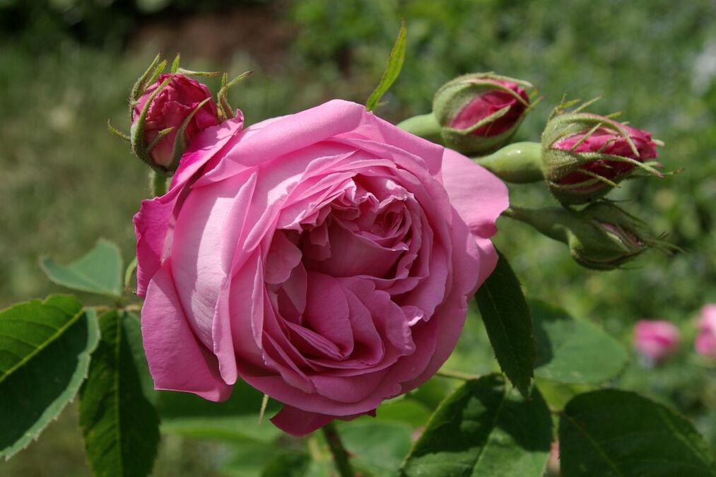 La Noblesse – Rose-Biblio