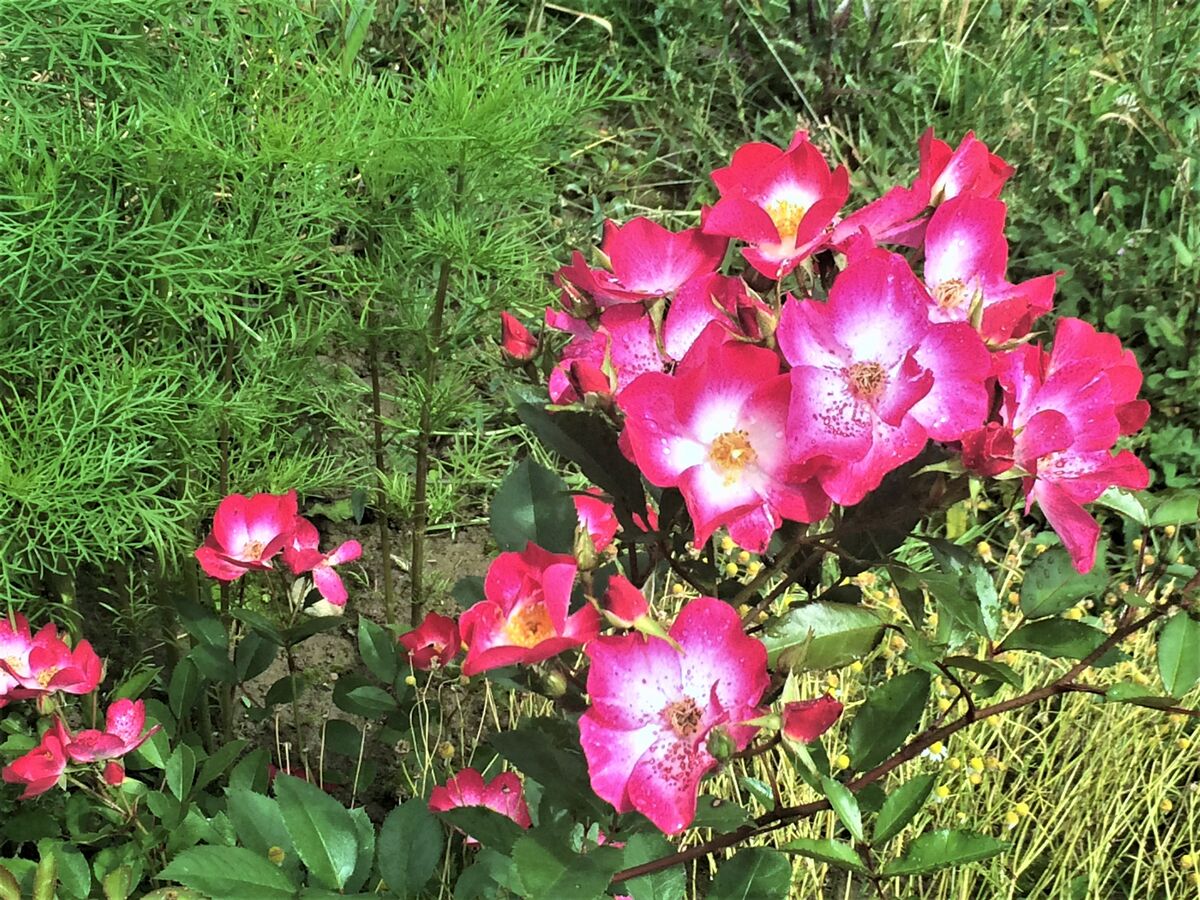 Bukavu – Rose-Biblio