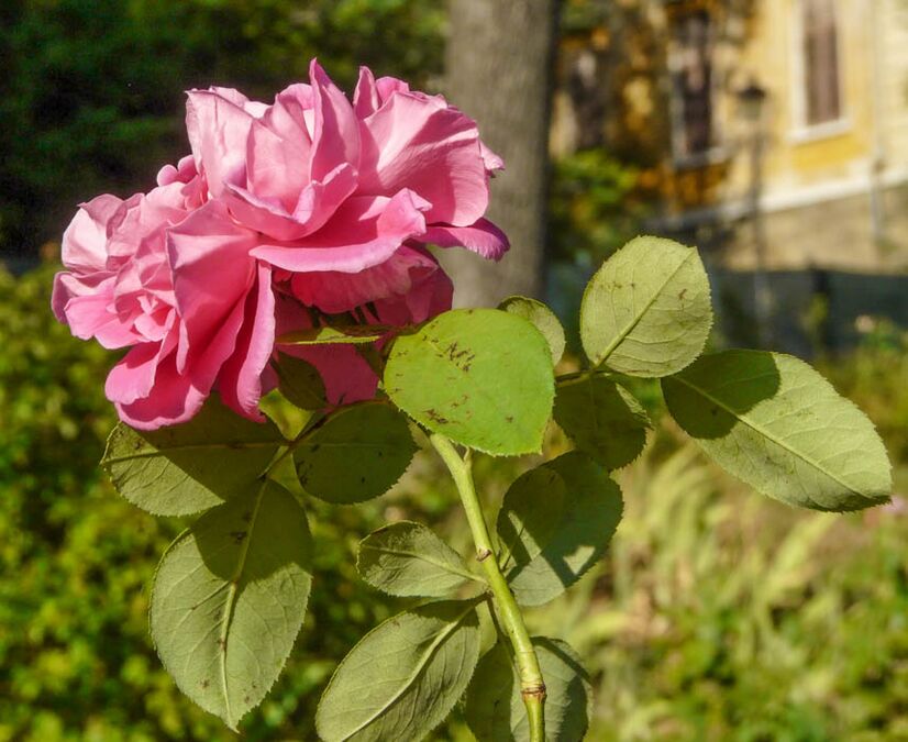 Paul Neyron – Rose-Biblio