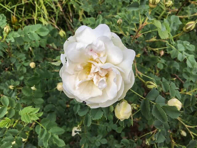 Witte Wulkjes – Rose-Biblio