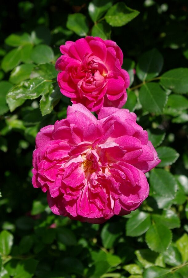 Alexandre Girault – Rose-Biblio