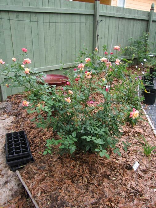 Rosette Delizy – Rose-Biblio