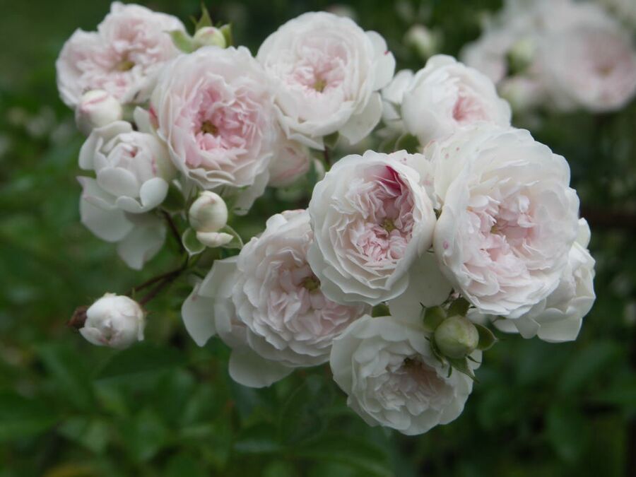 White Dorothy Perkins – Rose-Biblio