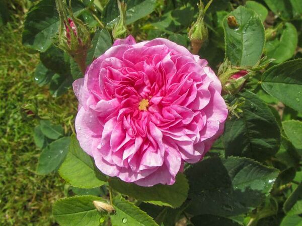 Petite Orléanaise – Rose-Biblio