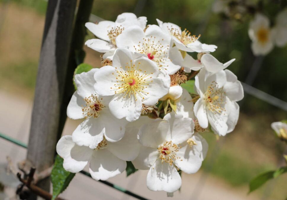 Rosa rubus H.Lév. & Vaniot – Rose-Biblio