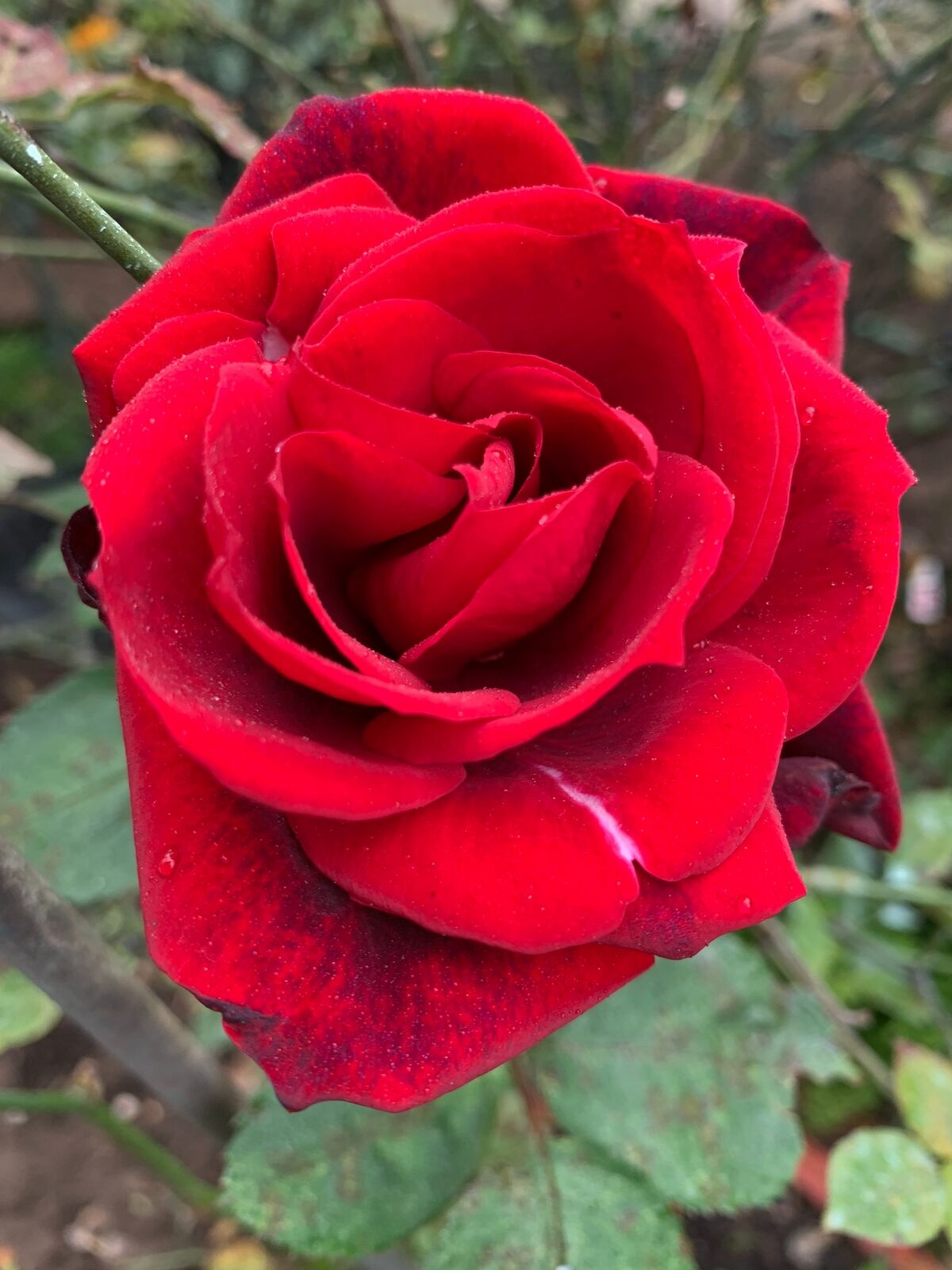 Achanta – Rose-Biblio