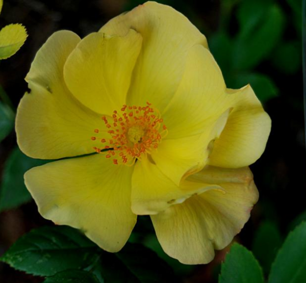 Bloomfield Dainty – Rose-Biblio