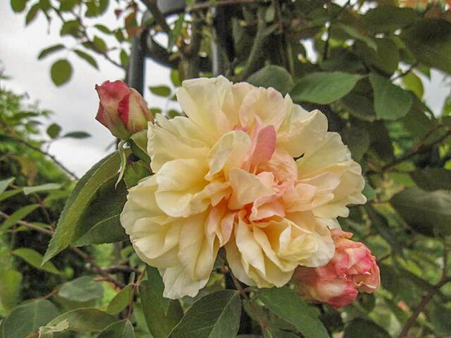 Rêve d'Or – Rose-Biblio