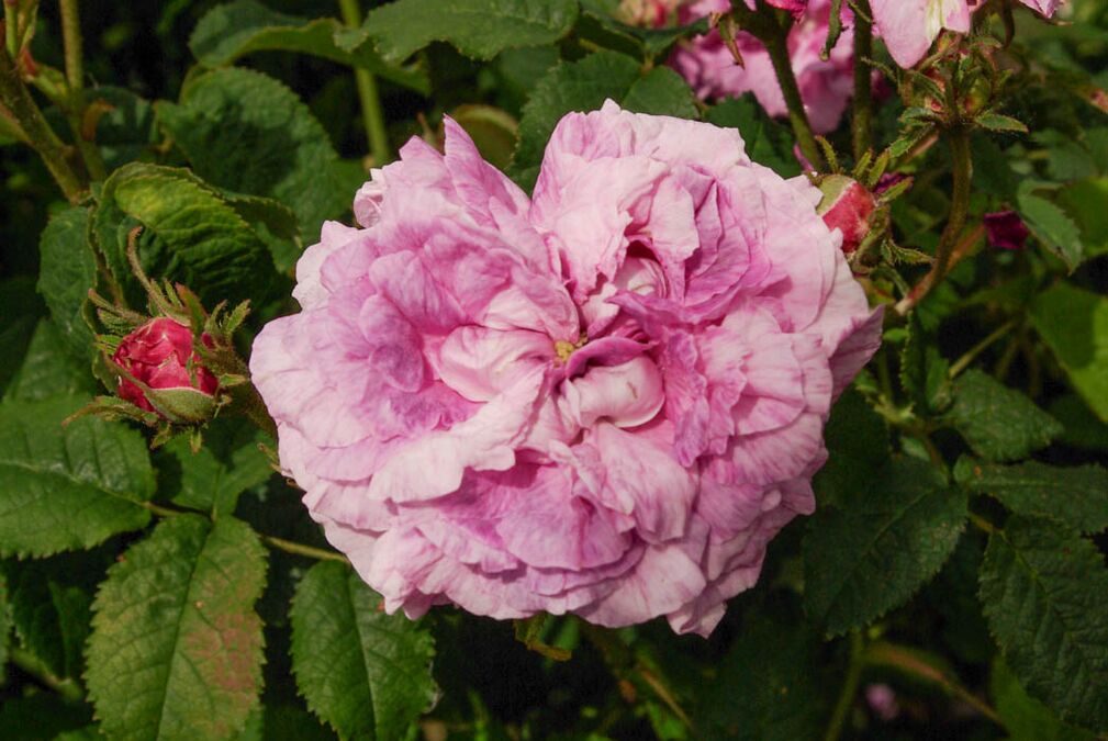 Hector – Rose-Biblio