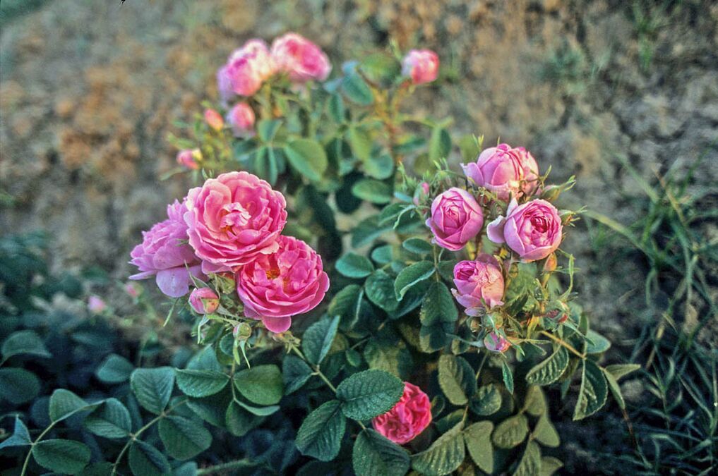 Rose Edouard – Rose-Biblio