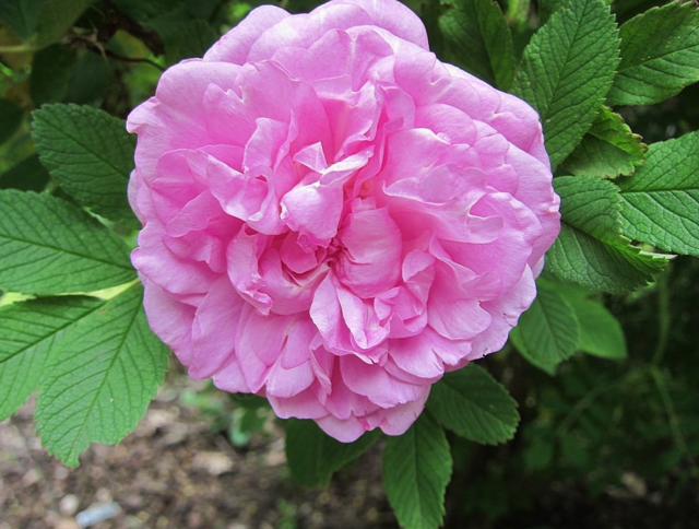 Wasagaming – Rose-Biblio