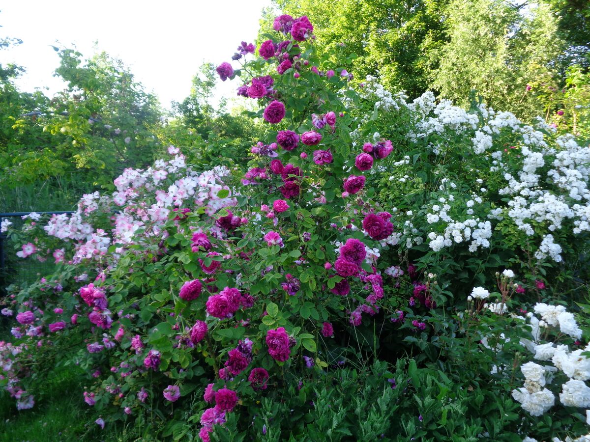 Great Western – Rose-Biblio