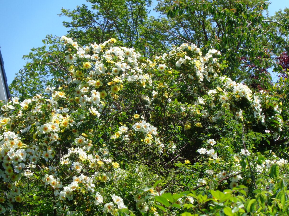 Aicha – Rose-Biblio