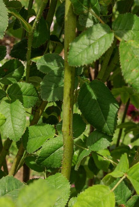 Hector – Rose-Biblio