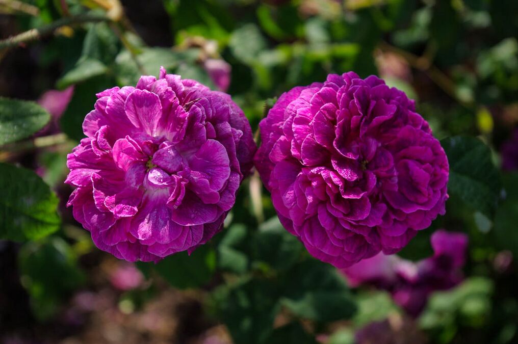 Aimable Rouge – Rose-Biblio