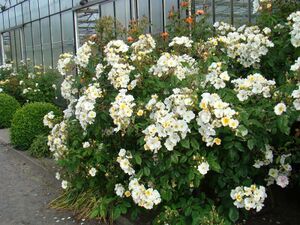 Rosalita – Rose-Biblio