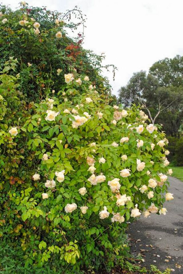 Datei:Souvenir de Pierre Notting', Heritage Roses in Australia Inc.-2-w ...