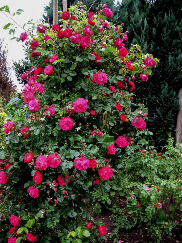 Red Blush – Rose-Biblio