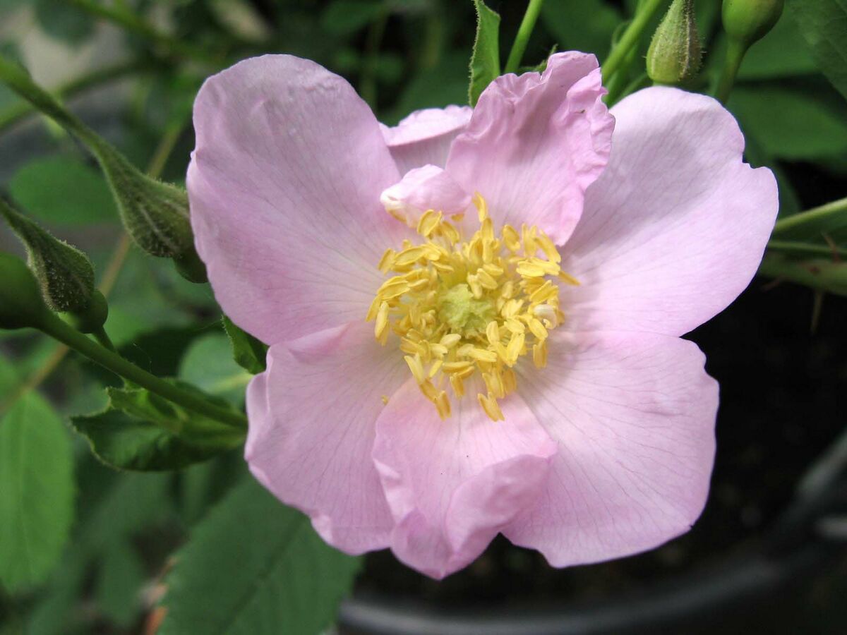 Rosa suffulta Greene – Rose-Biblio