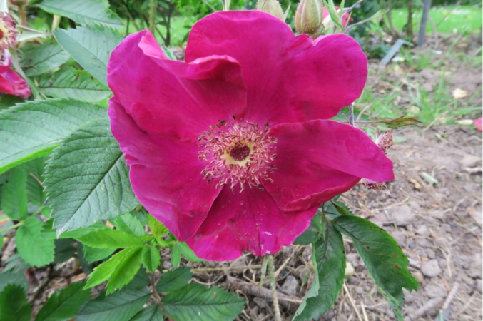 Basye's Purple Rose – Rose-Biblio