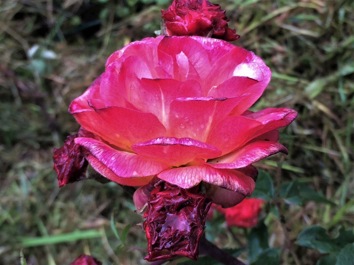 Léonie Lamesch – Rose-Biblio