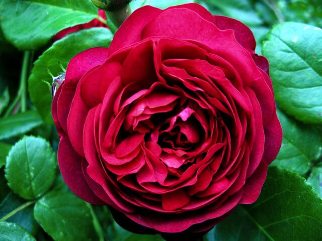 Red Blush – Rose-Biblio