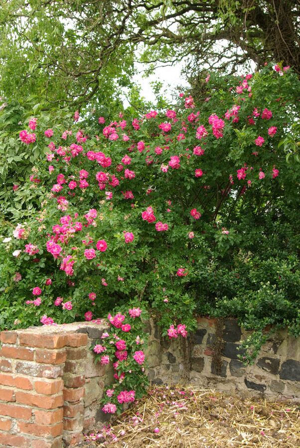 William Baffin – Rose-Biblio