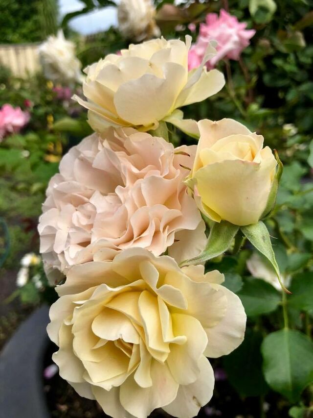 Datei:June Honey, Walsh 4.jpg – Rose-Biblio