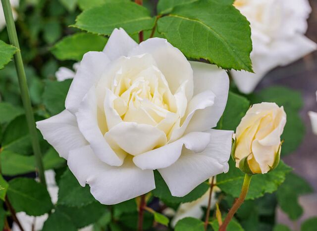 Neige Parfum, Mallerin – Rose-Biblio