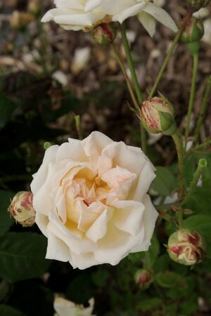 Cressida – Rose-Biblio