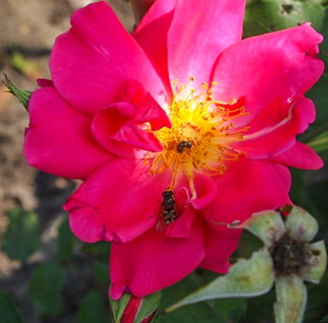 Donald MacDonald – Rose-Biblio
