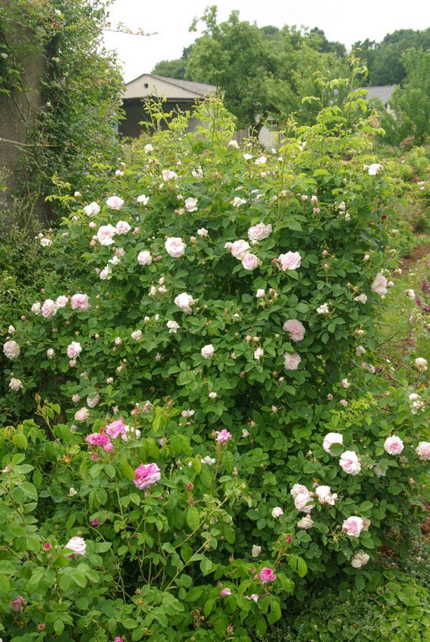 Chloris, Alba – Rose-Biblio