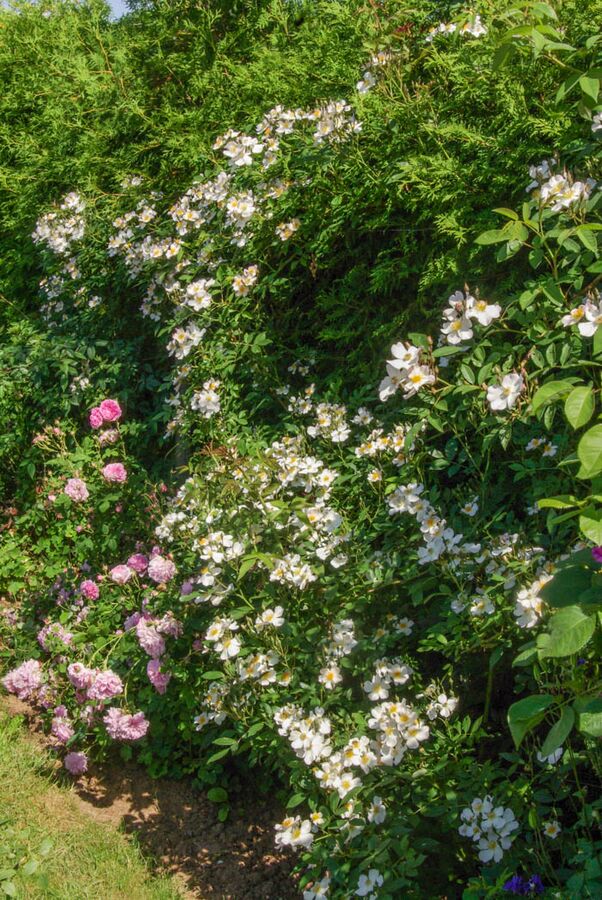 Francis E. Lester – Rose-Biblio