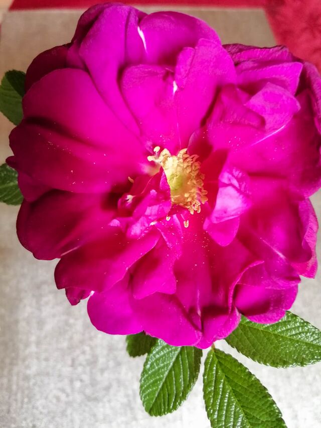 Louis Marchand – Rose-Biblio