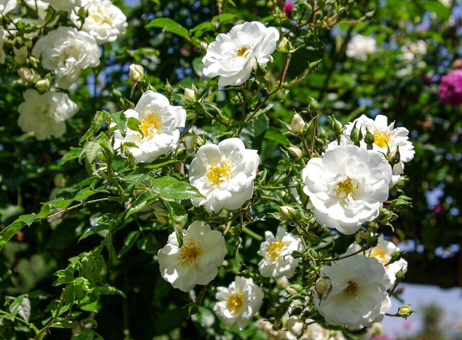 Sander's White Rambler – Rose-Biblio