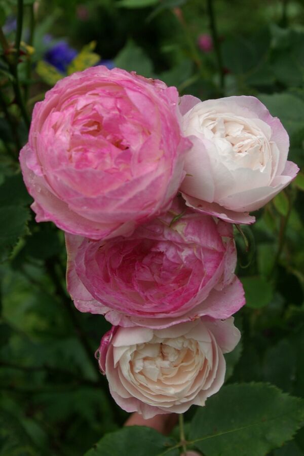 Madame Pierre Oger – Rose-Biblio