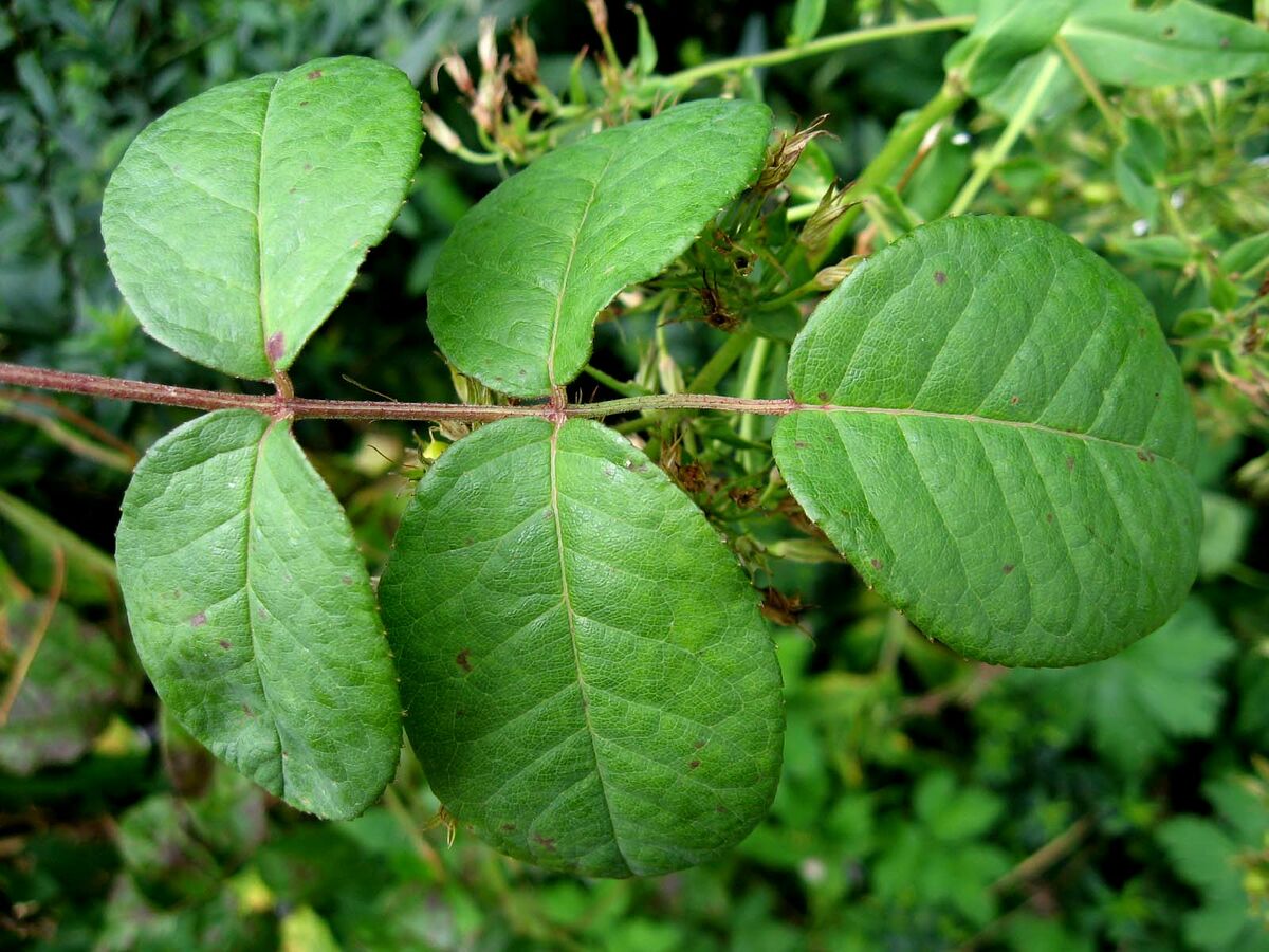 Royal Blush – Rose-Biblio