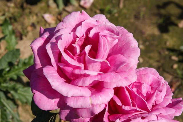 Eminence – Rose-Biblio